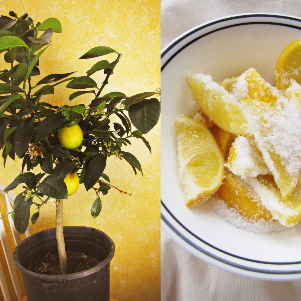 A lemon tree, and learning new things - Katie at the Kitchen Door